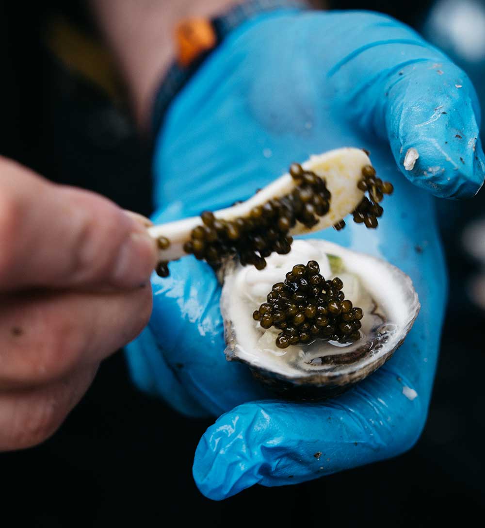 Rock & Roe - Highlands Food & Wine 2025